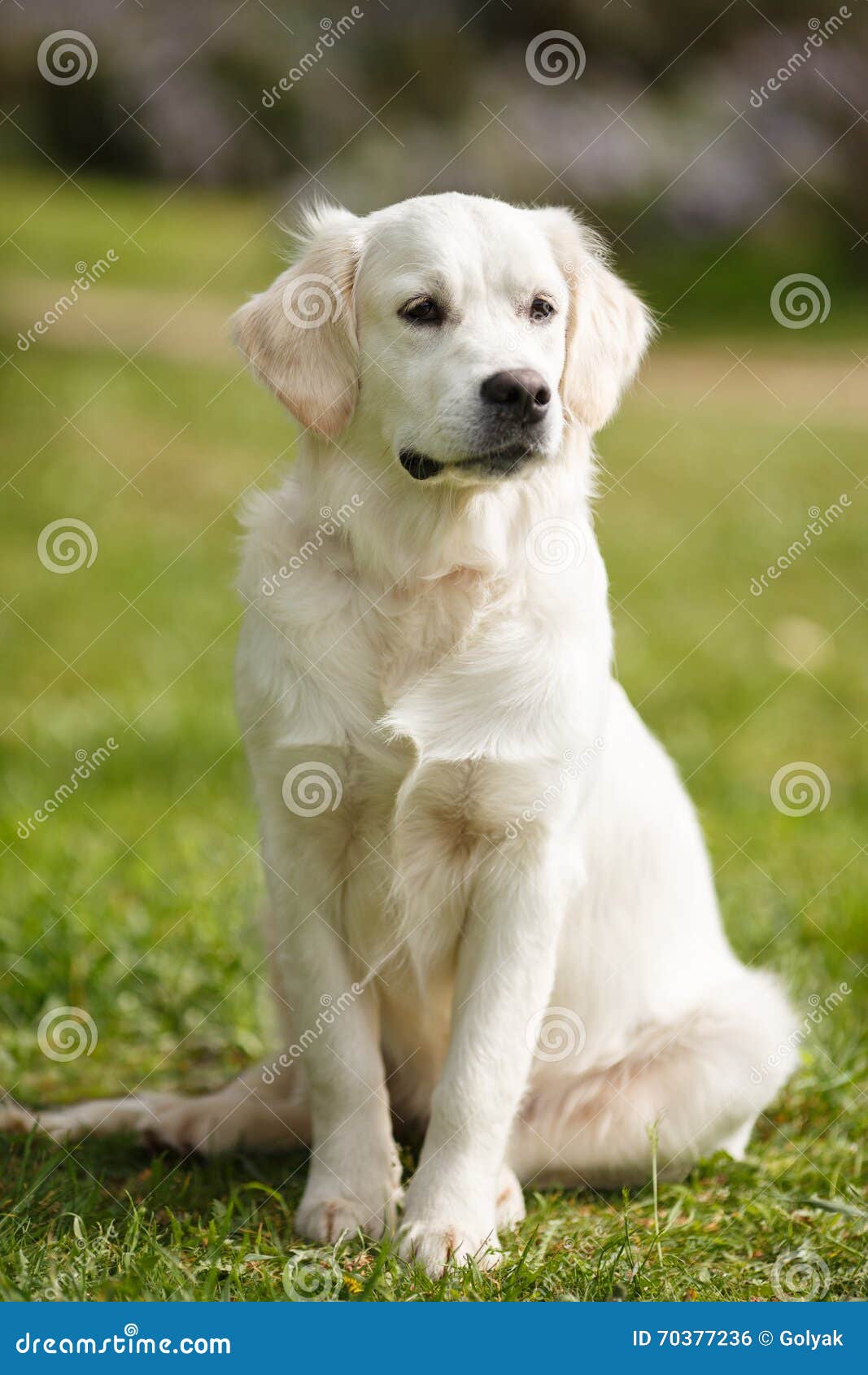 Wit Labrador in Het De Zomerpark Stock Foto - Image of licht, hoofd ...