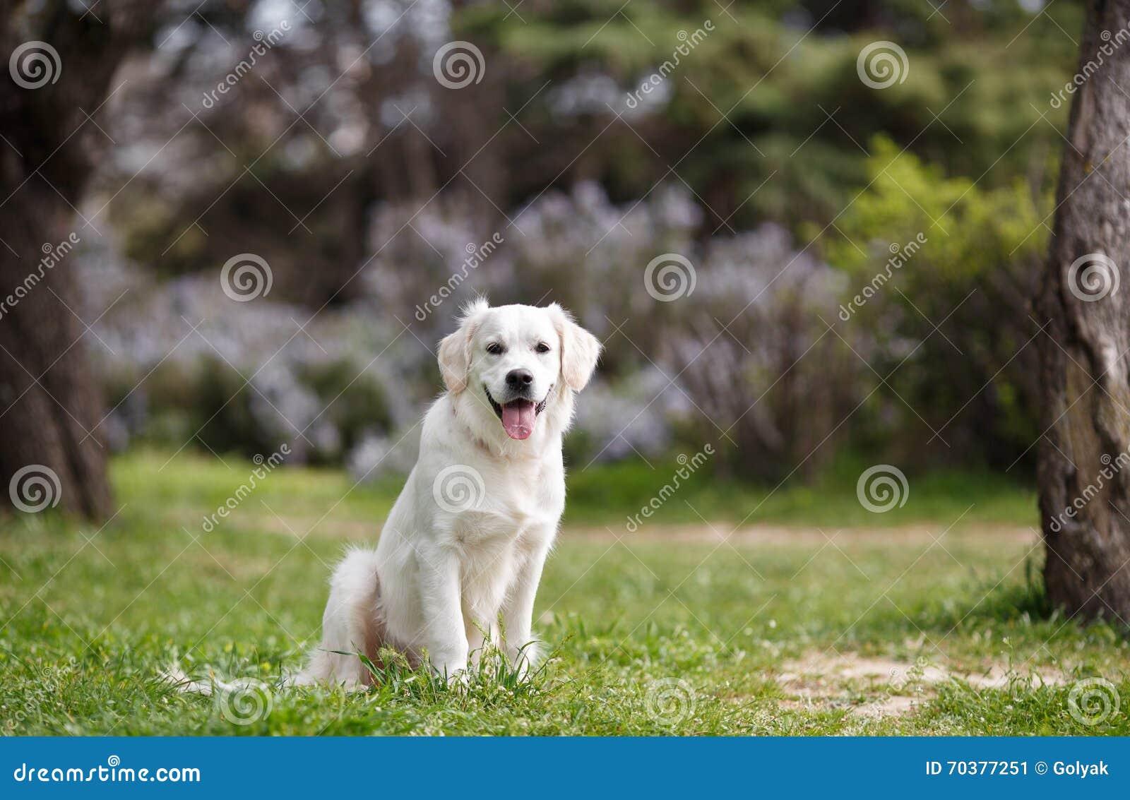 Wit Labrador in Het De Zomerpark Stock Afbeelding - Image of kweker ...