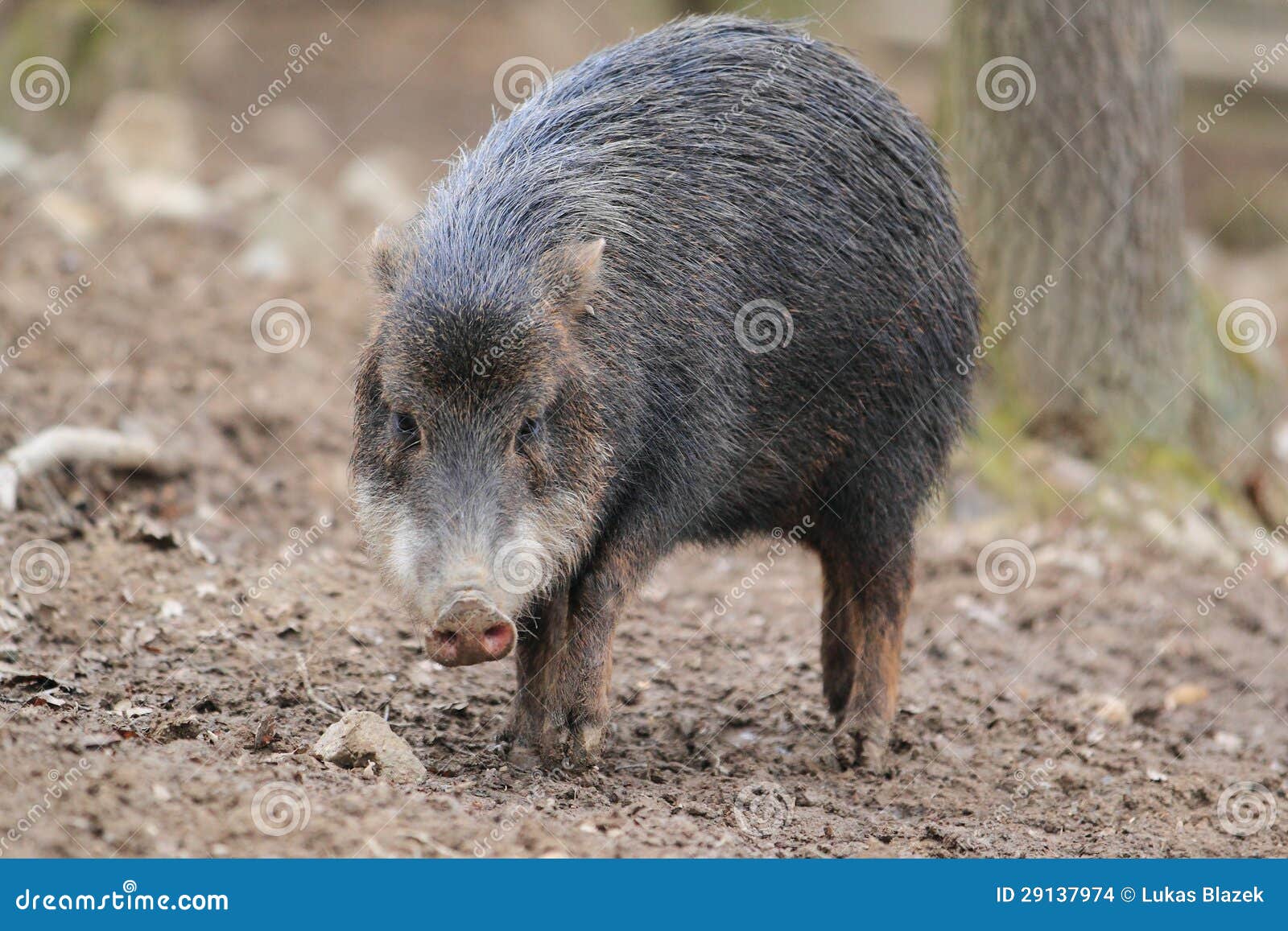 Wit-lipped pekari stock foto. Image of centraal, naderen - 29137974