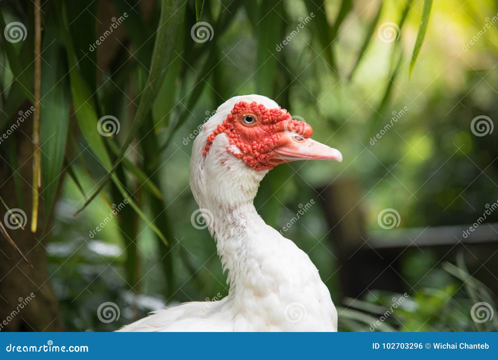 Wit Muscovy-eendportret, Musky Eend, Indoda, De Eend Van Barbarije ...