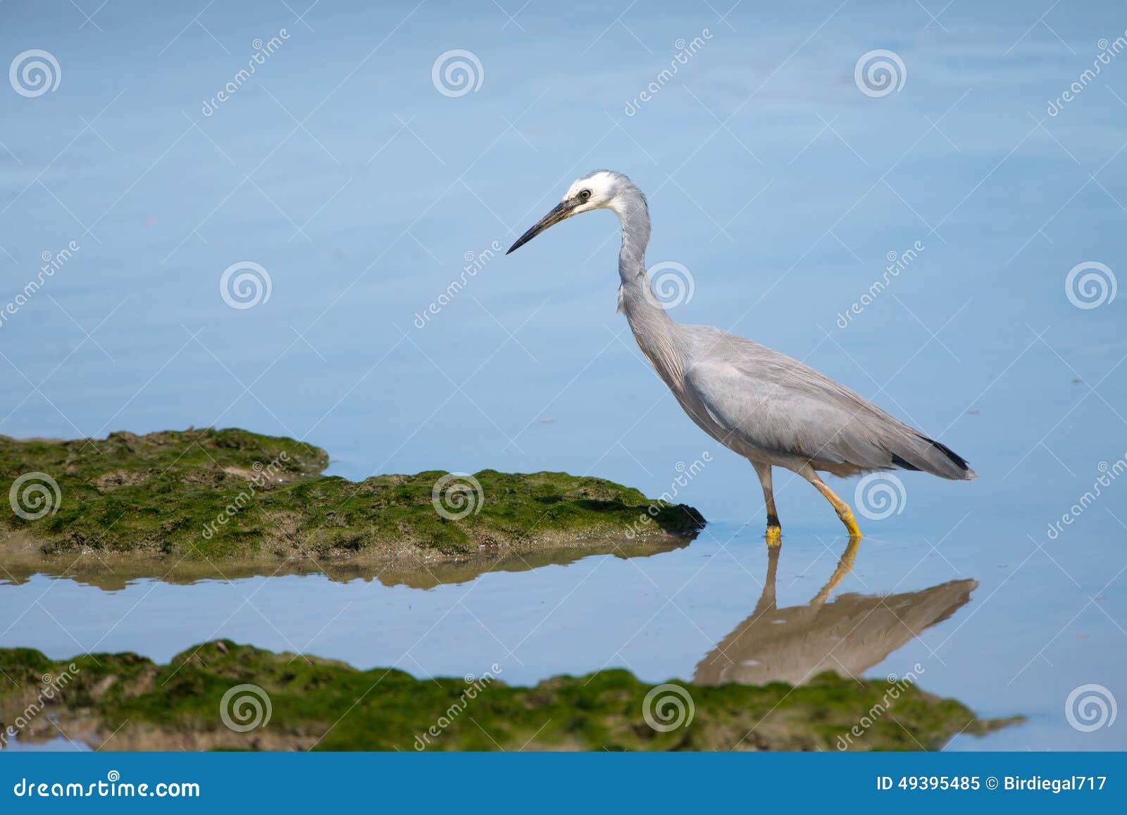Wit-onder Ogen Gezien Reiger - Australië Stock Afbeelding - Image of ...