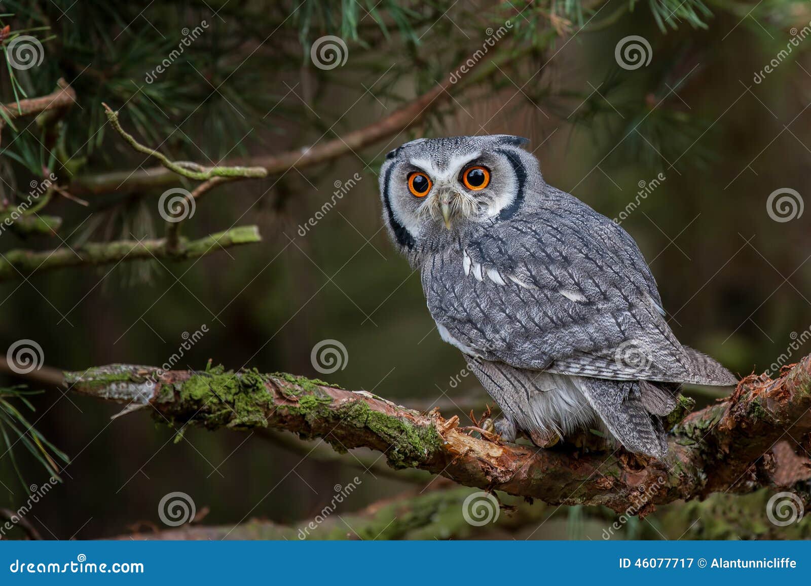Wit-onder Ogen Gezien Scops-Uil Stock Afbeelding - Image of boom ...