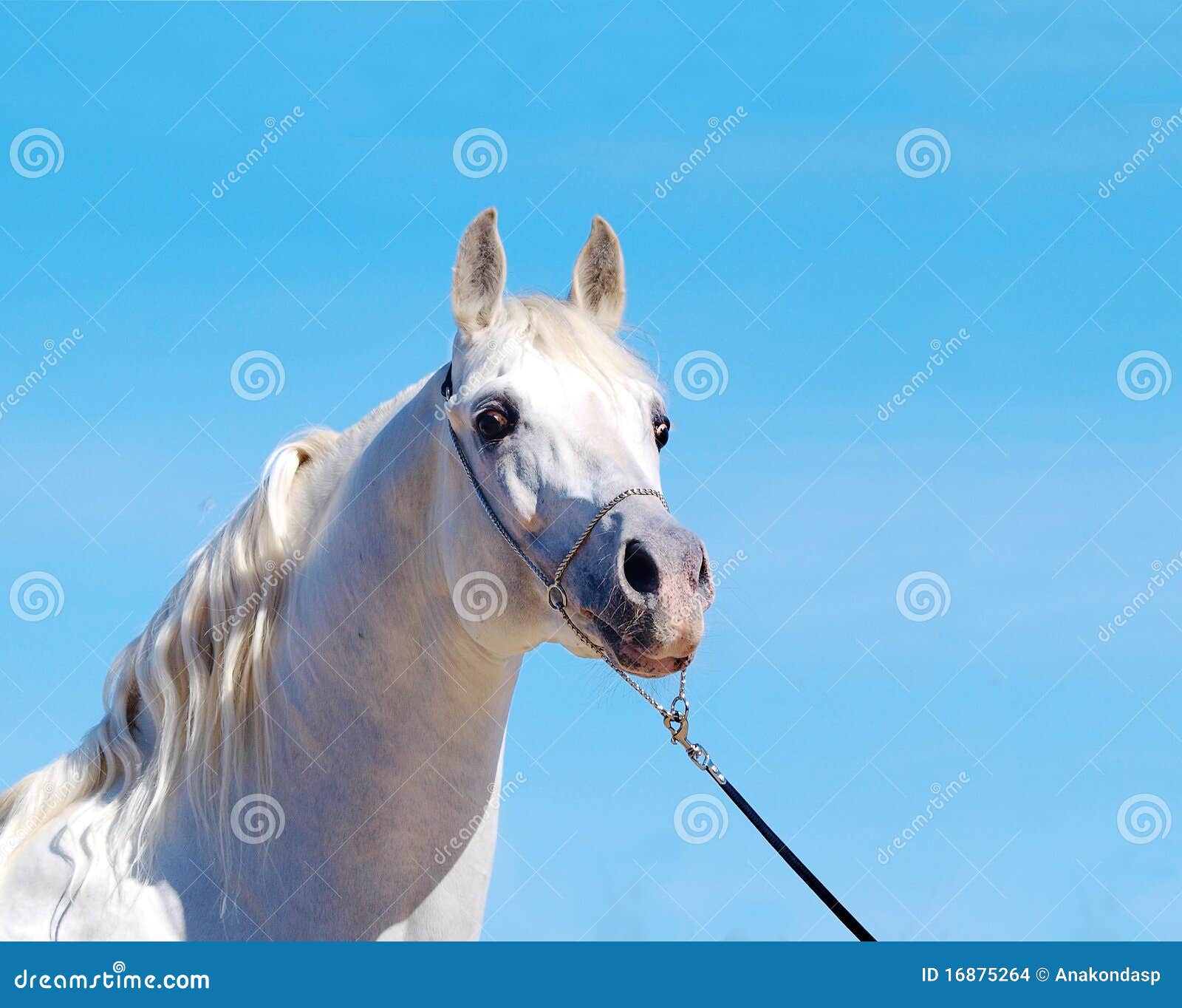 Wit paard Arabier stock foto. Image of portret, billijkheid - 16875264