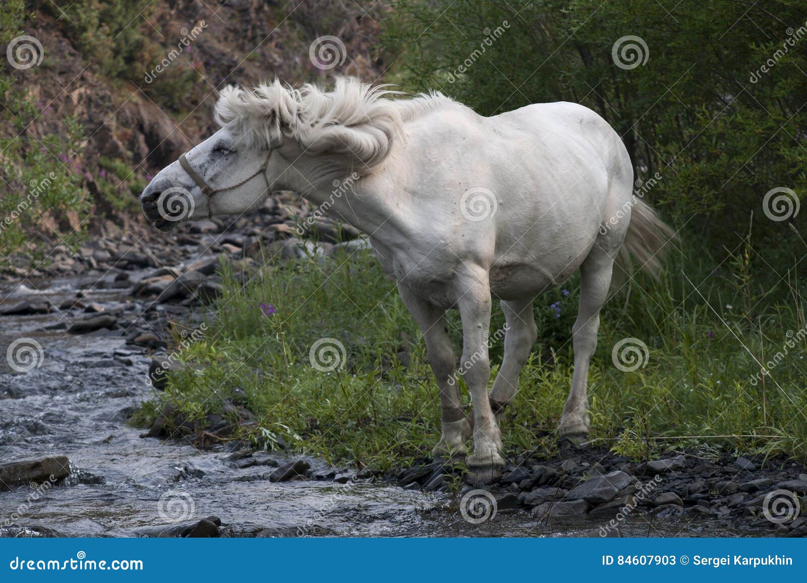 Wit Paard Die Zijn Manen Schudden Stock Afbeelding - Image of rots ...
