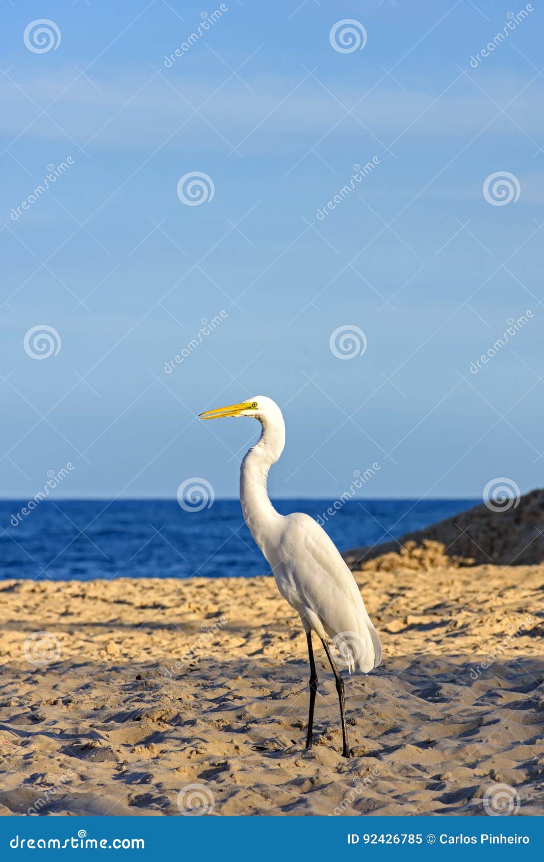 Wit reiger en strand stock afbeelding. Image of strand - 92426785
