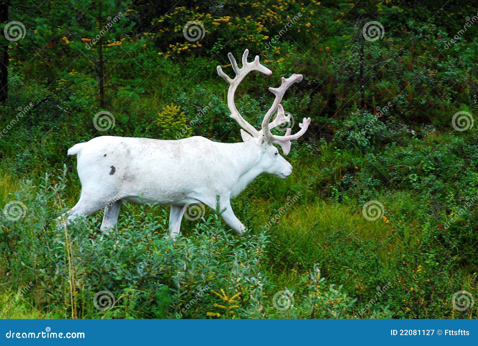 Wit Rendier stock afbeelding. Image of cirkel, bedekking - 22081127