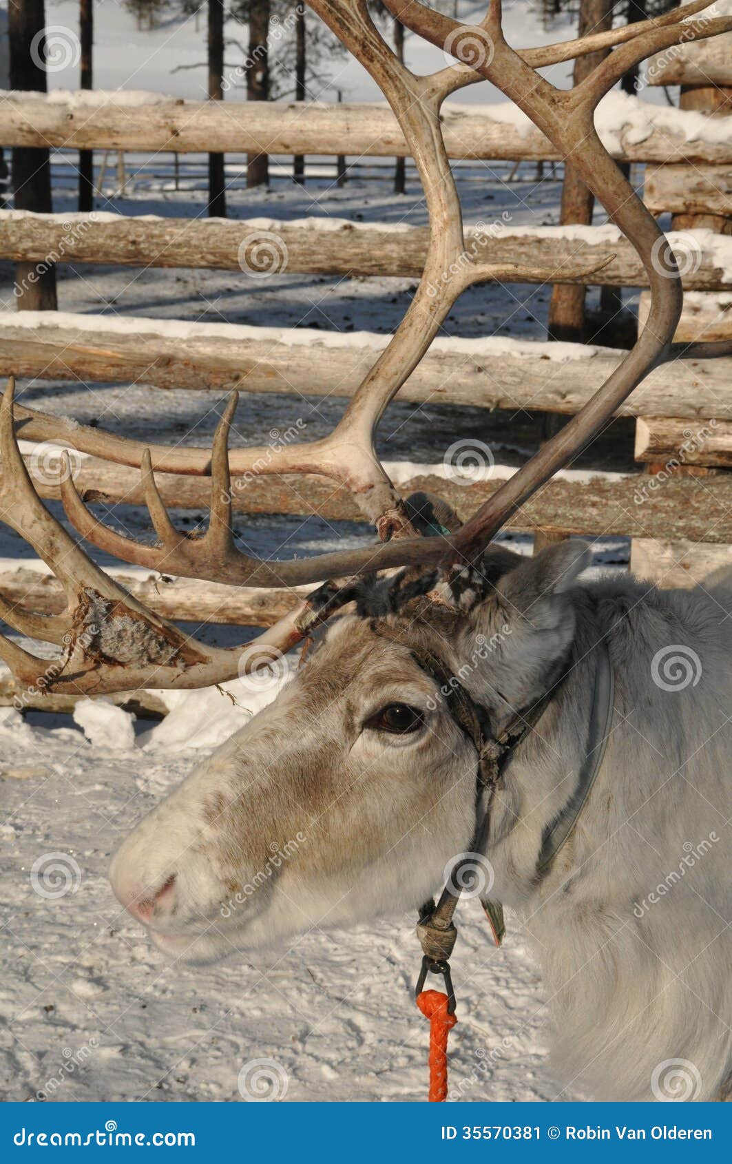 Wit rendier stock afbeelding. Image of boom, hout, finland - 35570381
