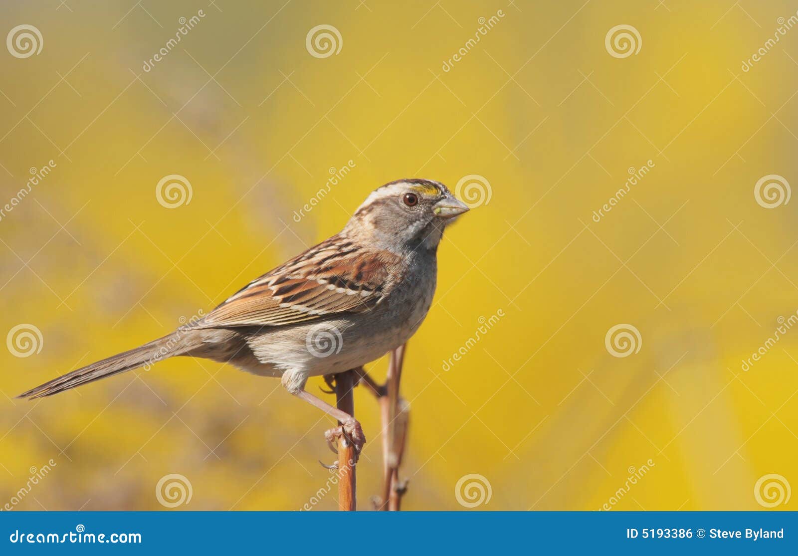 Wit-Throated Mus stock foto. Image of lente, fauna, forsythia - 5193386