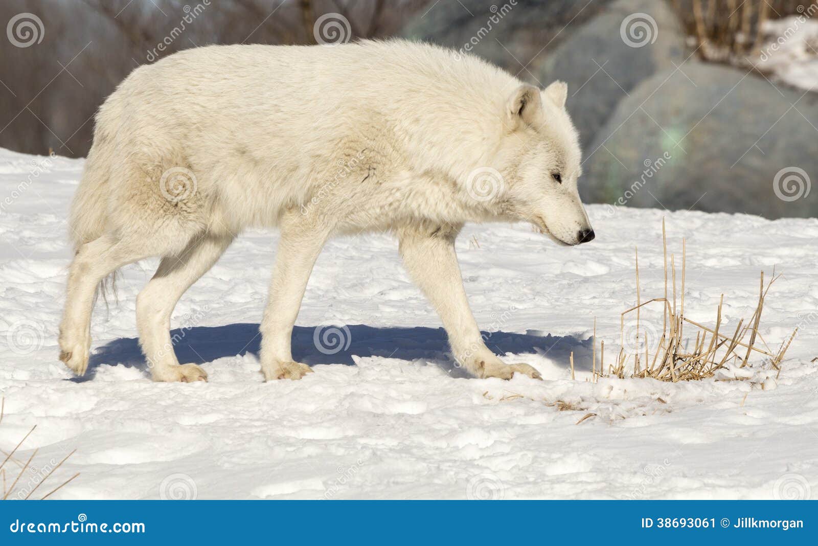 Wit Wolf Walking in the Snow Stock Afbeelding - Image of honds, canis ...