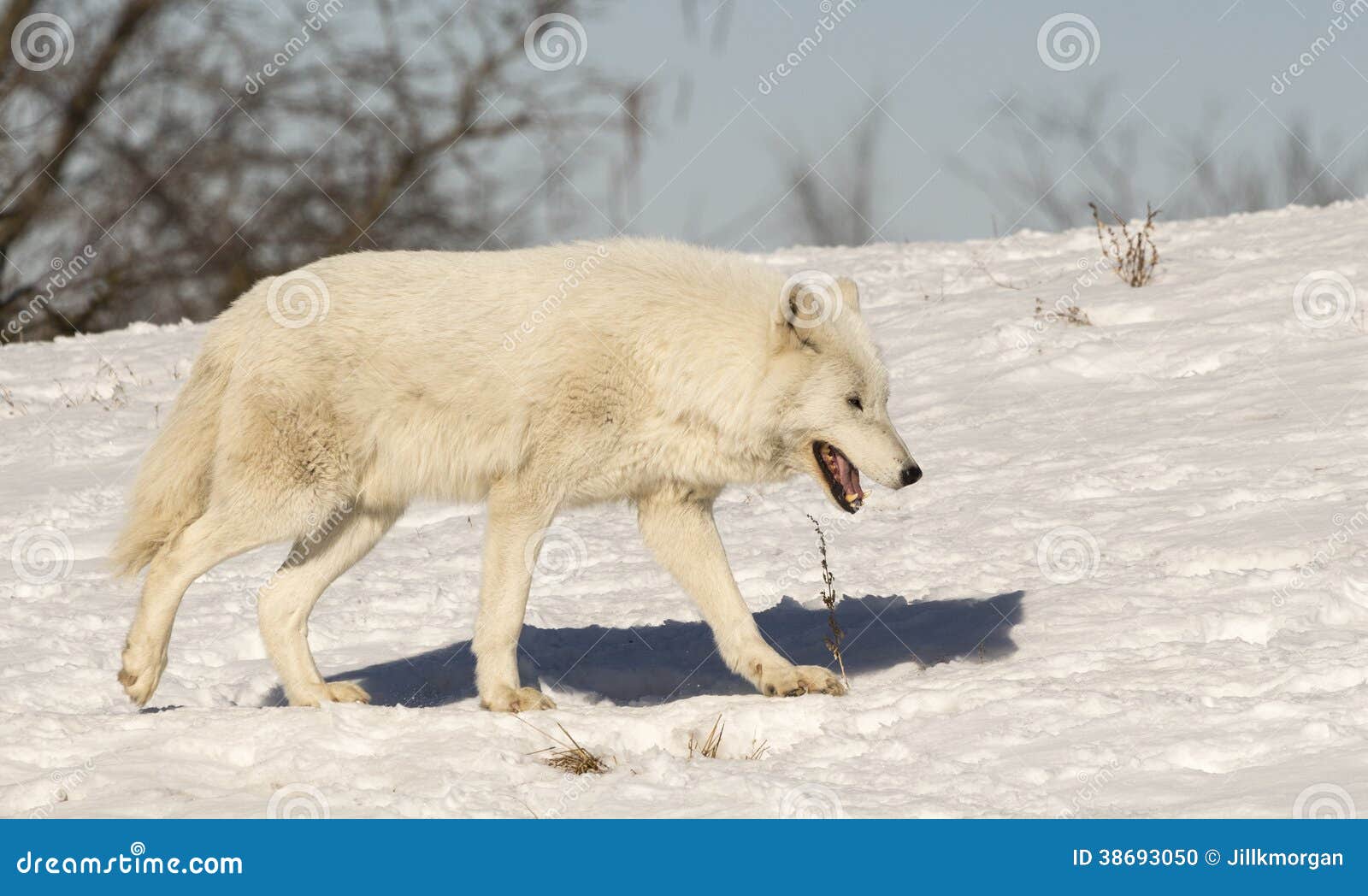 Wit Wolf Walking in the Snow Op Heuvel Stock Foto - Image of dier ...