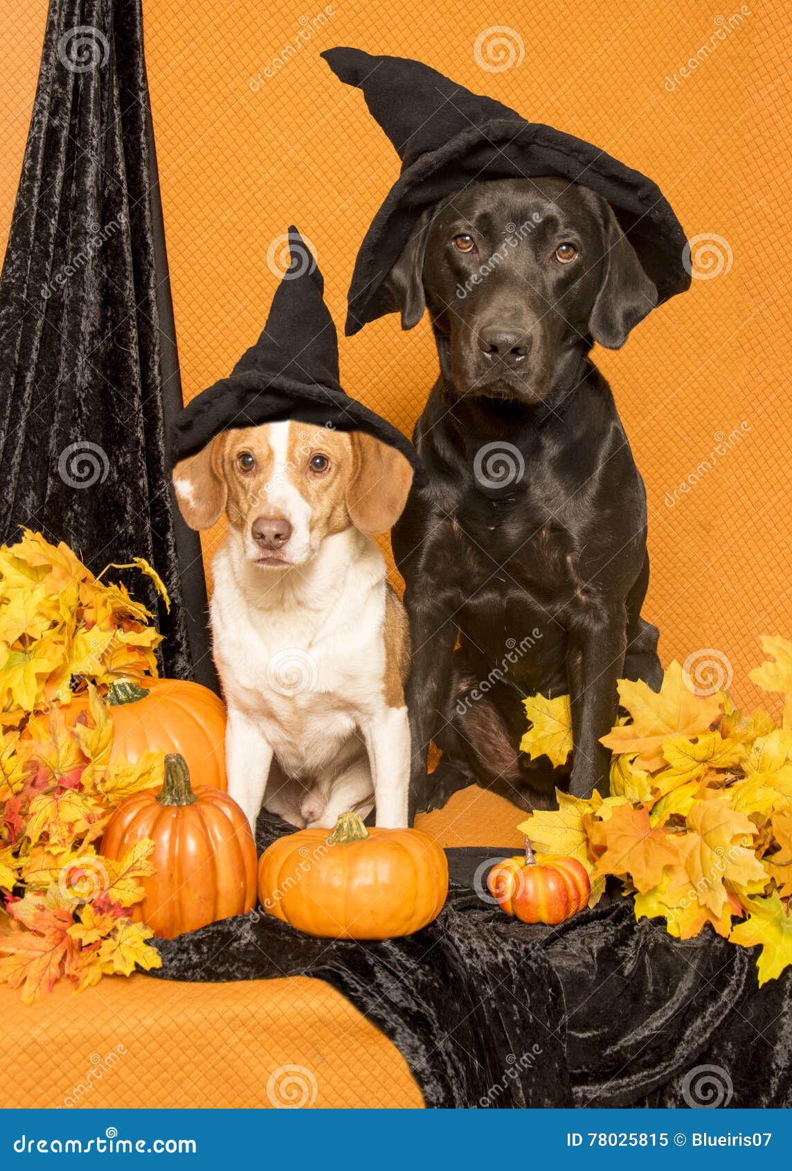 Witch Dogs stock image. Image of dogs, vertical, beagle - 78025815