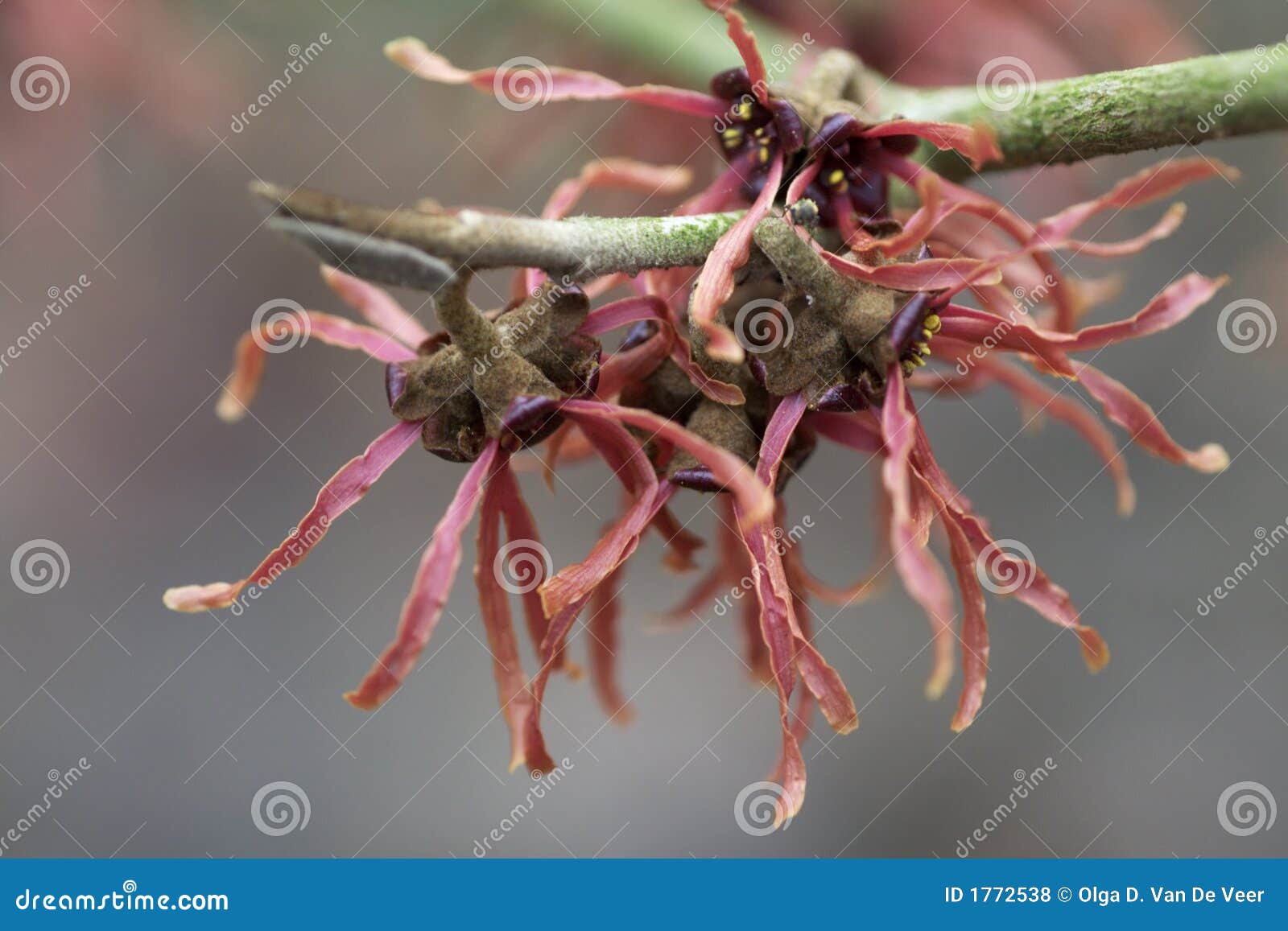 Witch hazel stock photo. Image of petal, garden, flower - 1772538