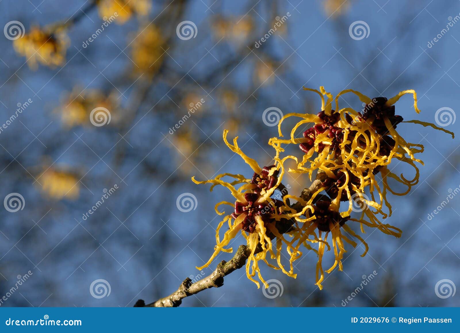 Witch-hazel stock photo. Image of hazel, blossoming, blossom - 2029676