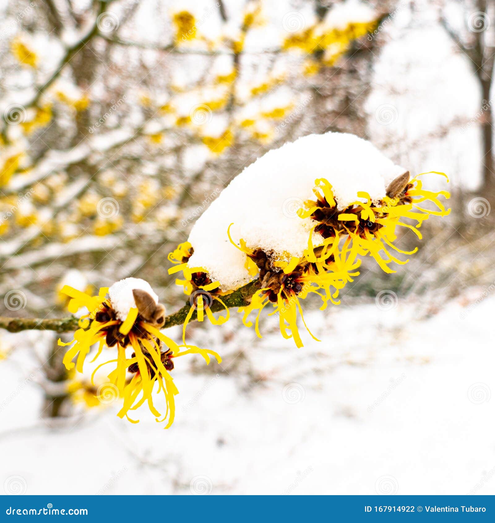 Witch hazel in bloom stock photo. Image of nature, trees - 167914922