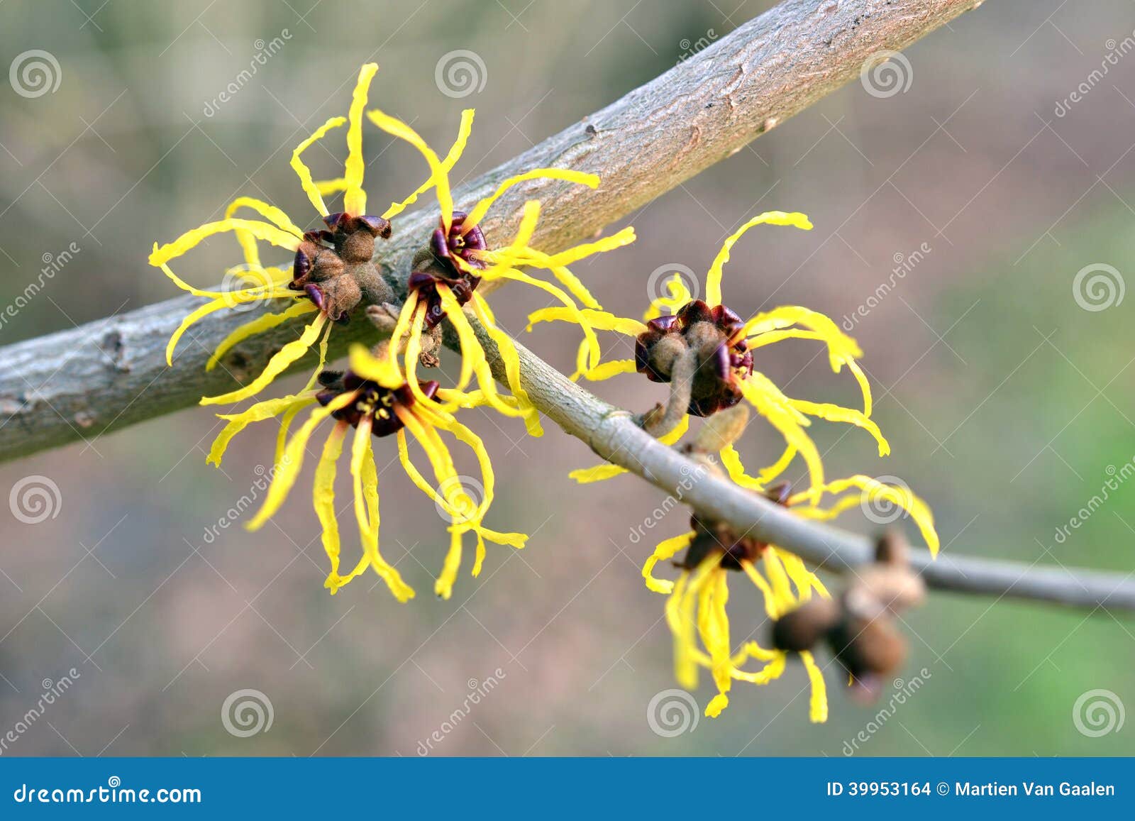 Witch-hazel in bloom stock photo. Image of closeup, flowering - 39953164