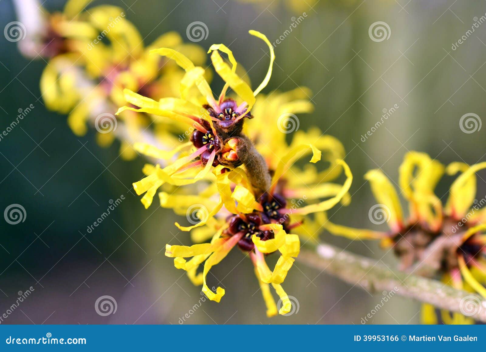 Witch-hazel in bloom stock photo. Image of flora, branches - 39953166