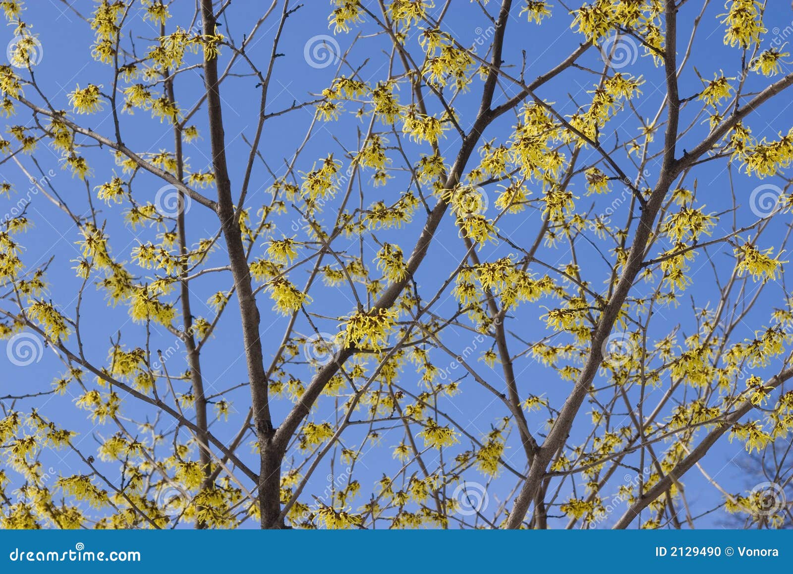 Witch Hazel blooming stock photo. Image of hamamelis, tree - 2129490