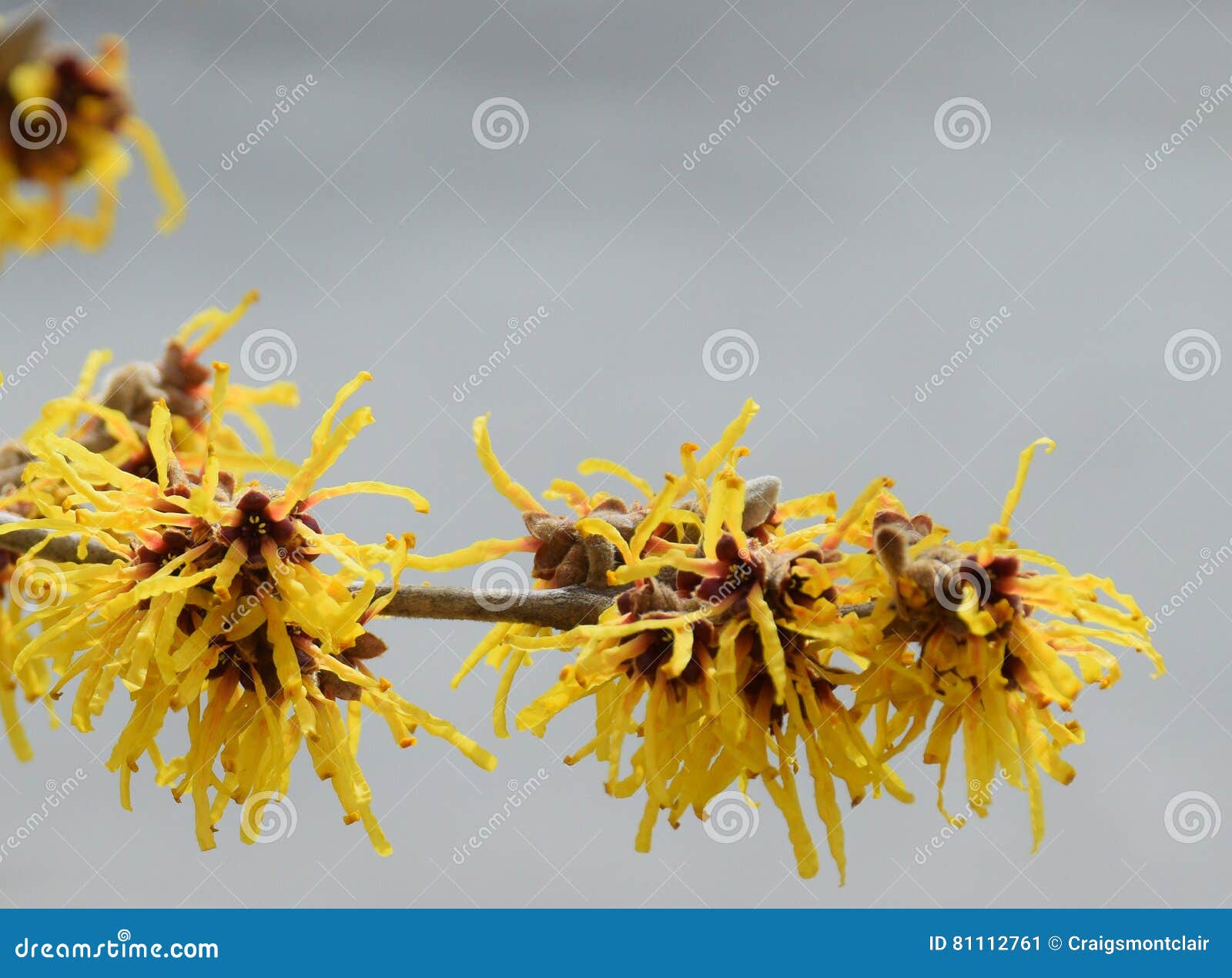 Witch Hazel, Blooms of Spring Stock Image - Image of hazel, warm: 81112761