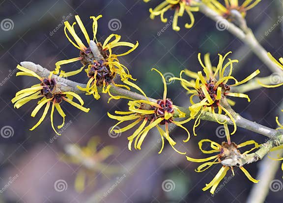 Witch Hazel Branch stock image. Image of witch, shrub - 22994323