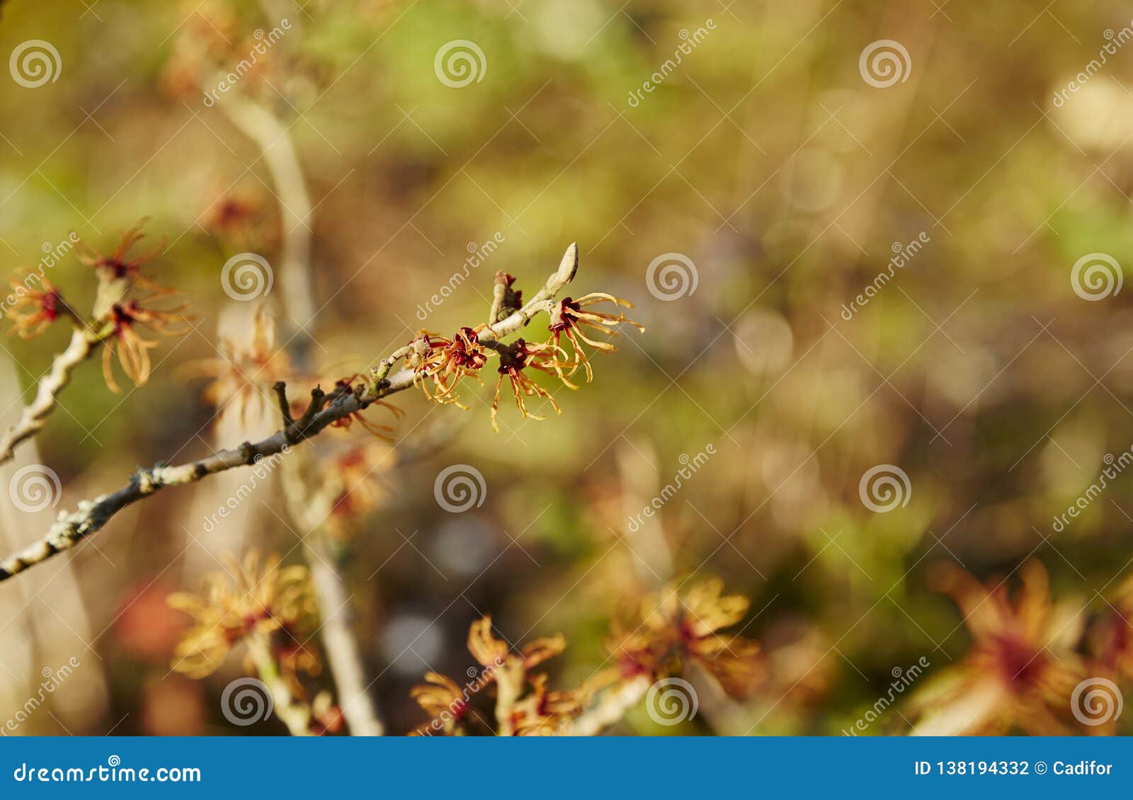 Witch Hazel stock photo. Image of background, hamamelis - 138194332
