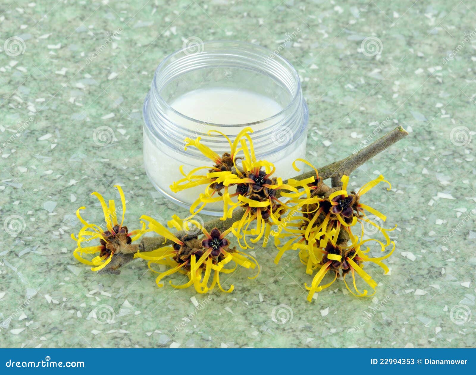Witch Hazel Cream stock image. Image of bloom, fragrant - 22994353