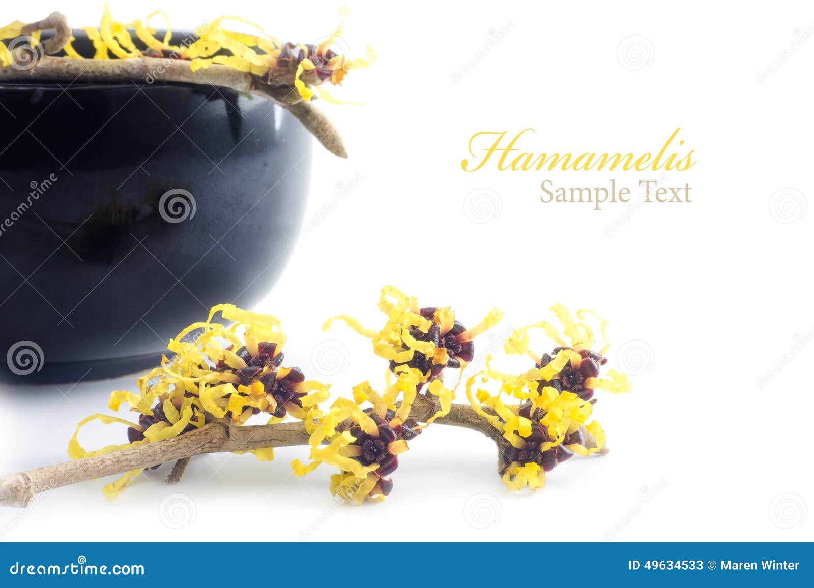 Witch Hazel and Cream Pot Isolated on White Background Stock Image ...