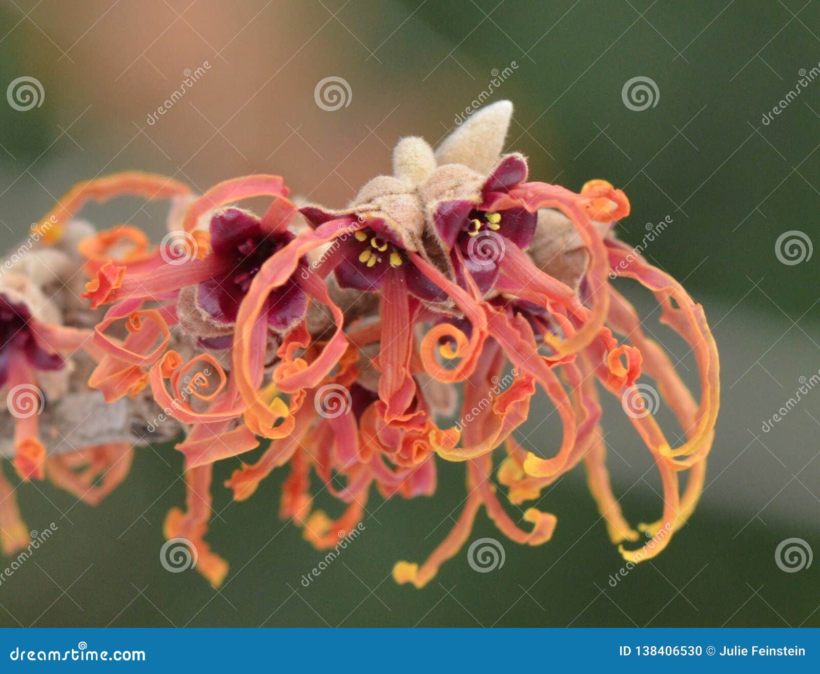 Witch Hazel stock photo. Image of plant, hamamelis, shrub - 138406530