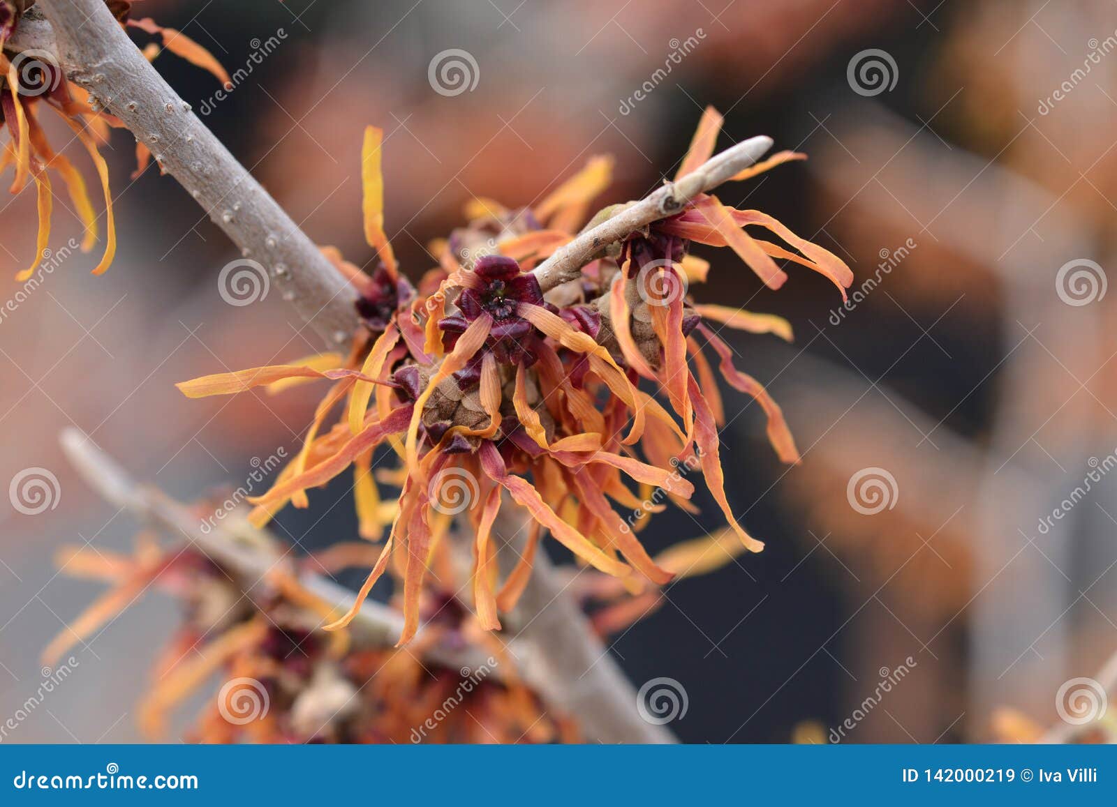 Witch Hazel Diane stock image. Image of winter, shrub - 142000219