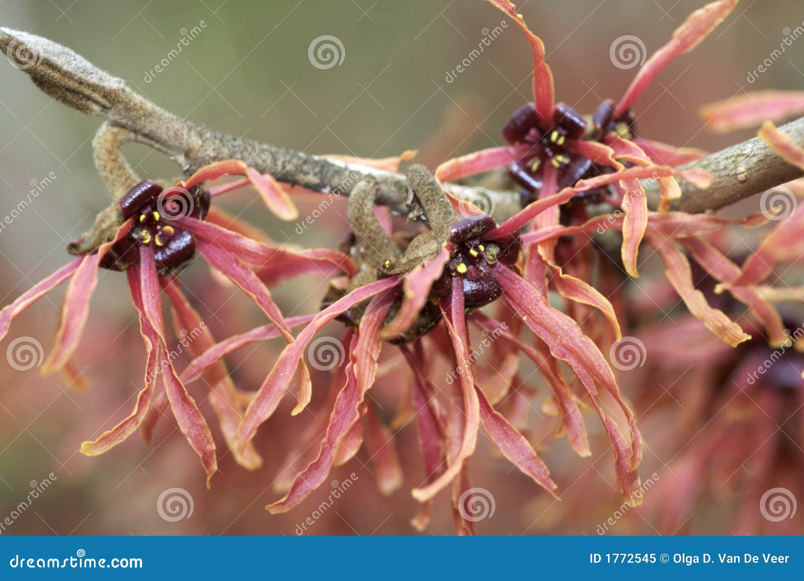 Witch hazel flowers stock image. Image of renewal, flowering - 1772545