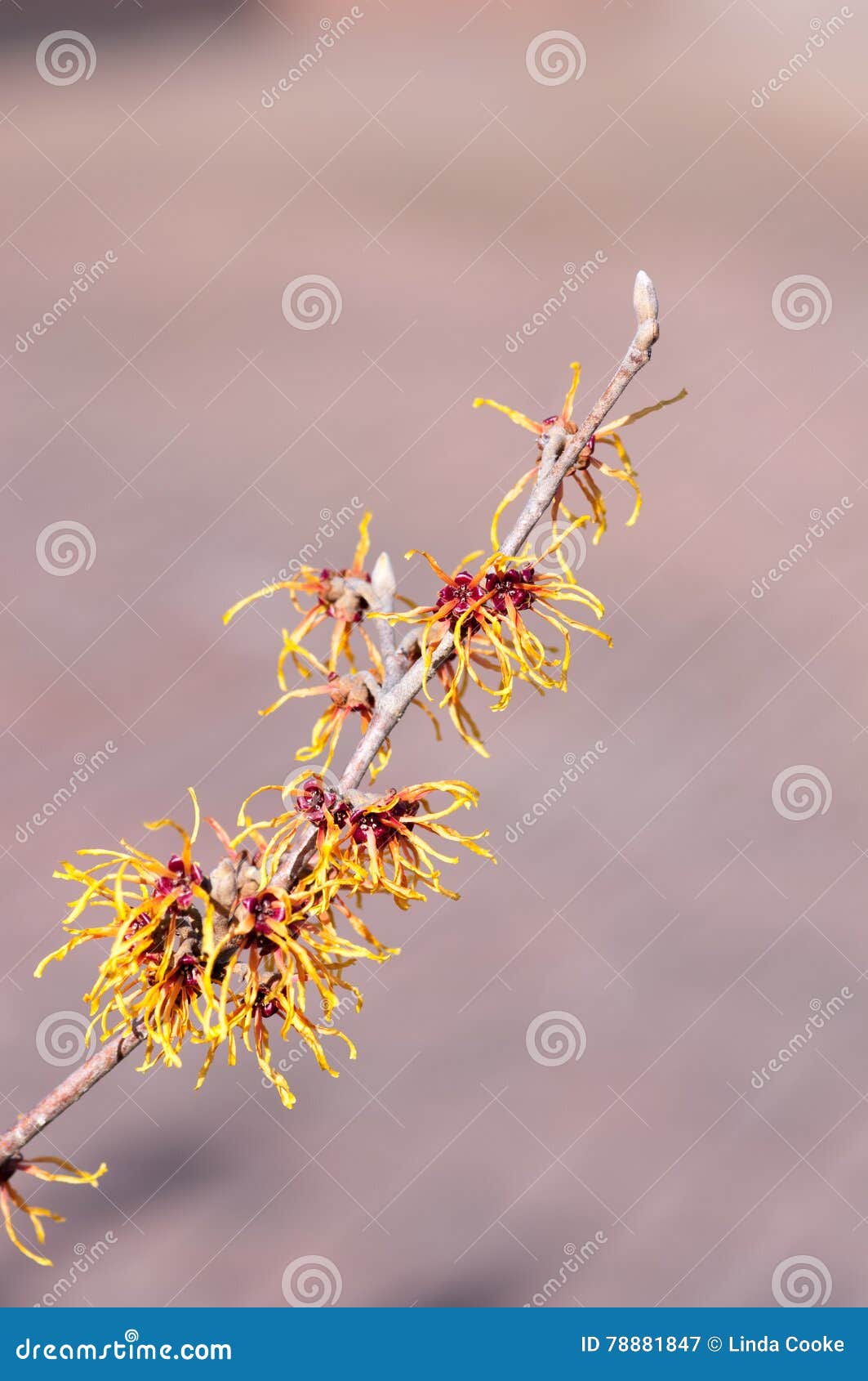 Witch hazel flowers stock image. Image of focus, plant - 78881847