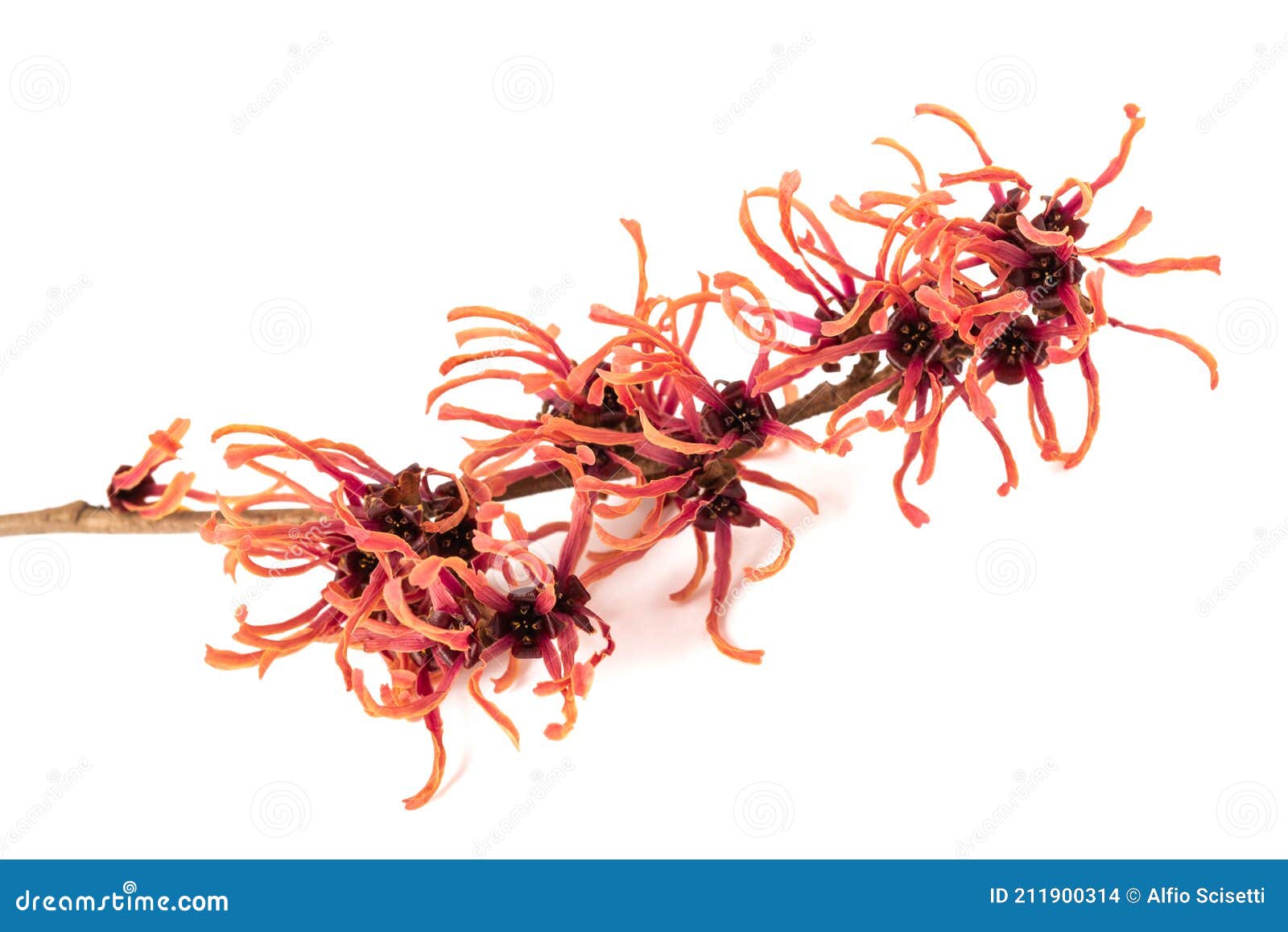 Witch hazel flowers stock photo. Image of blossom, bush - 211900314