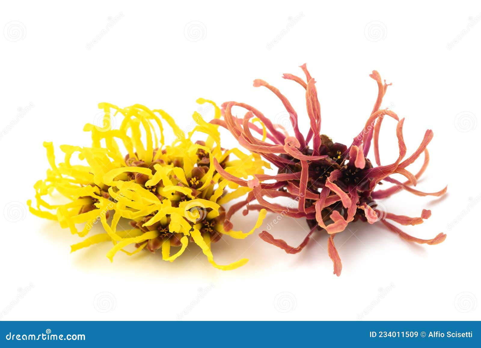 Witch hazel flowers stock image. Image of blossom, plant - 234011509