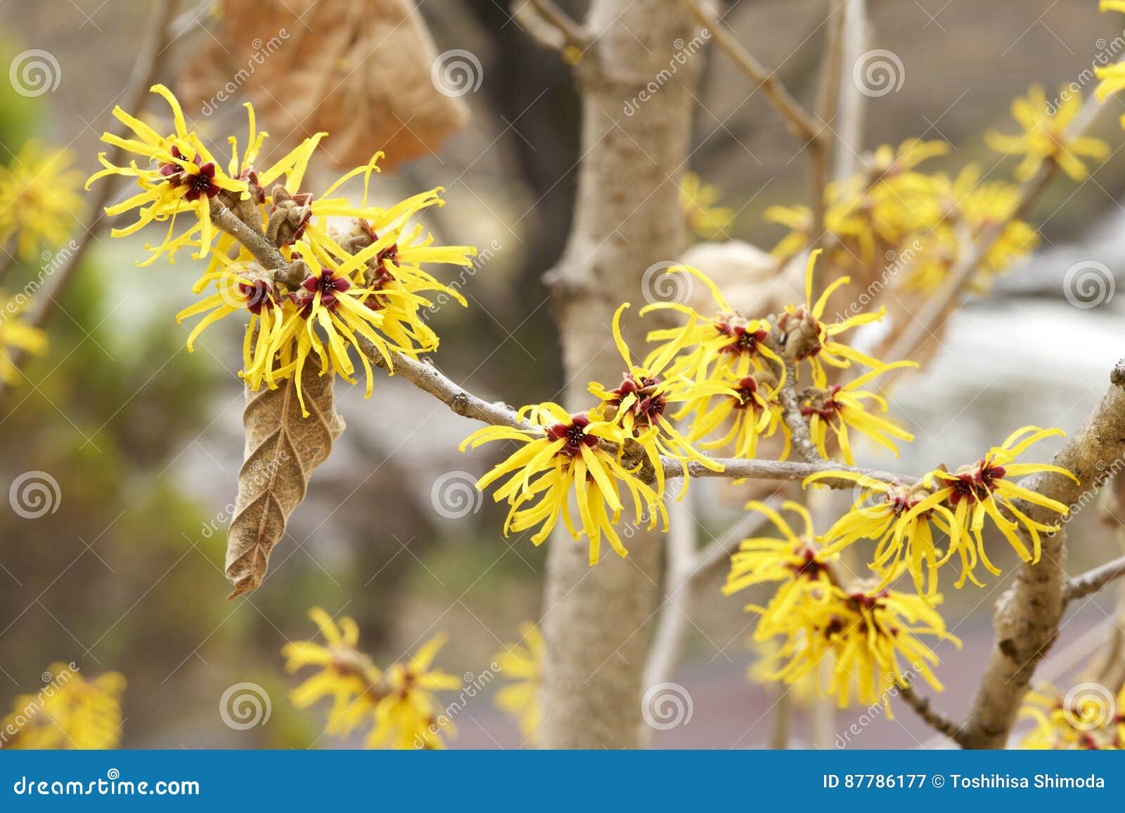 Witch hazel flowers stock image. Image of hamamelidaceae - 87786177