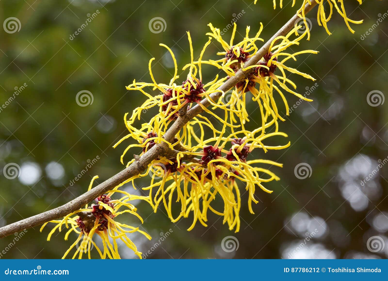 Witch hazel flowers stock photo. Image of season, branches - 87786212