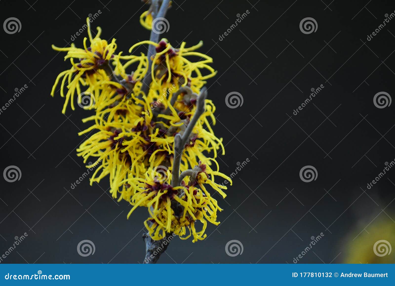 Witch Hazel Hamamelis Mollis Growing in Viktoriapark Berlin Germany ...