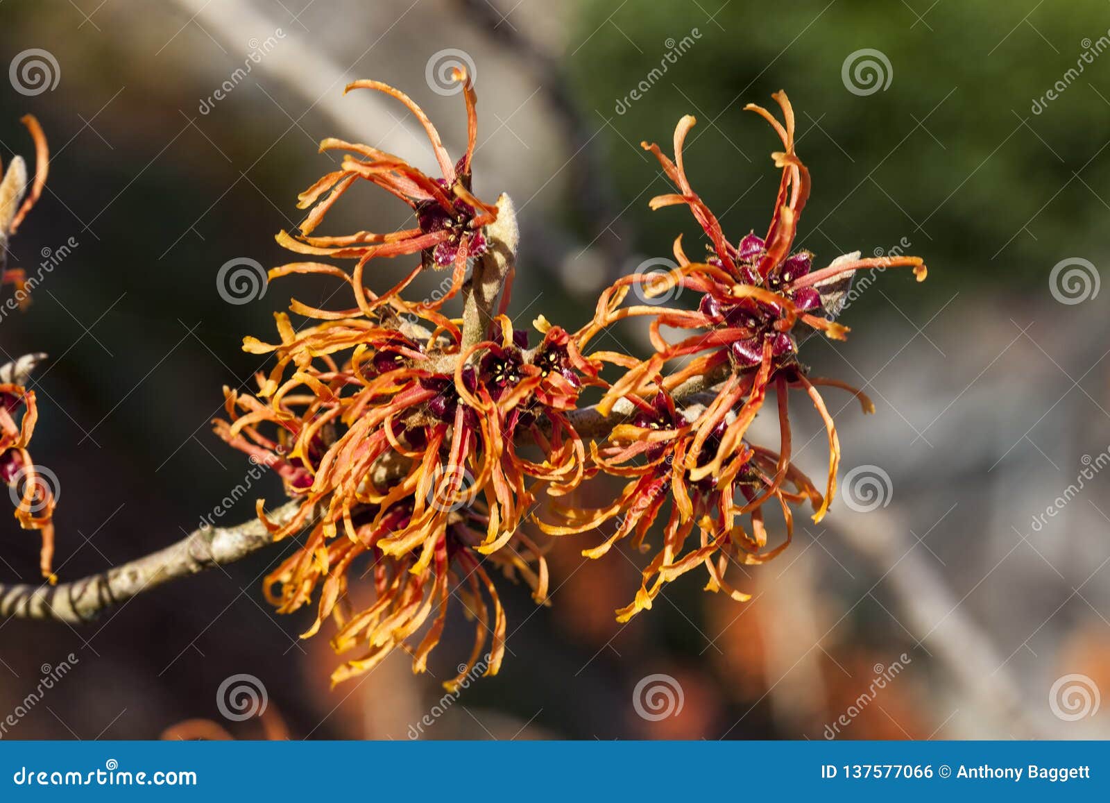 Witch Hazel stock photo. Image of garden, floral, season - 137577066