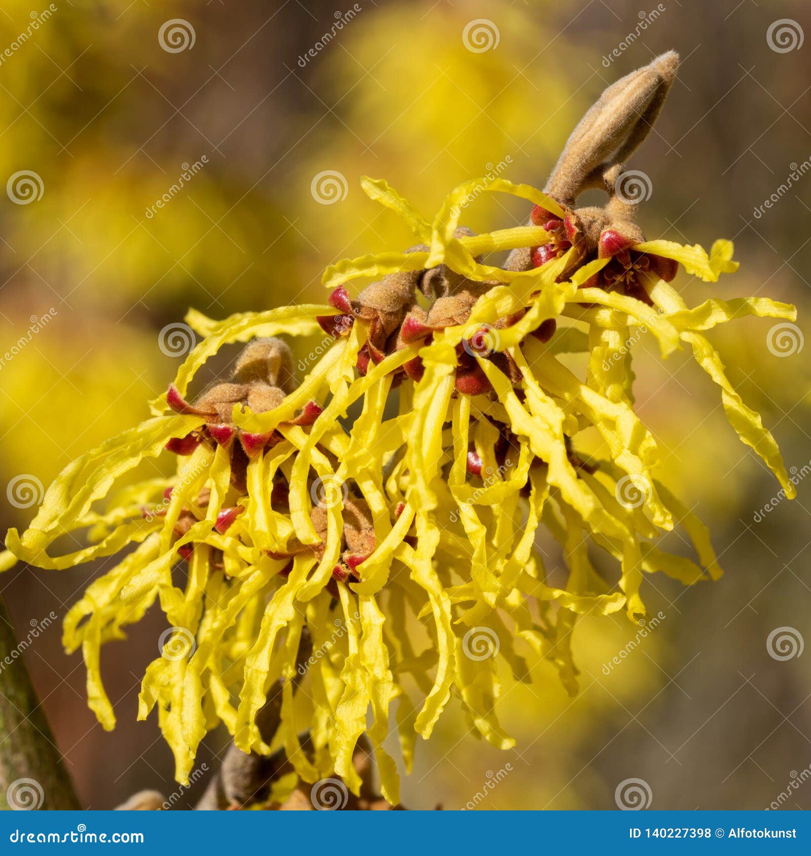 Witch Hazel Hybride, Hamamelis Intermedia Stock Photo - Image of ...