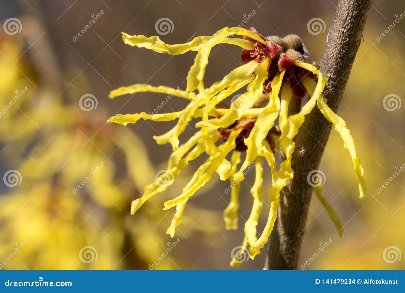 Witch Hazel Hybride, Hamamelis Intermedia Stock Photo - Image of nature ...