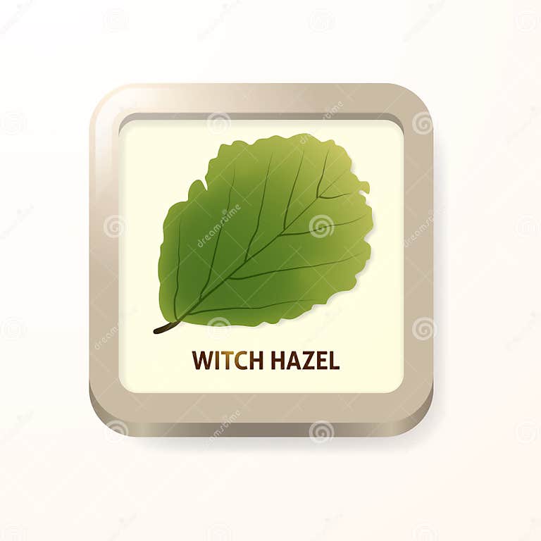 Witch Hazel Leaf. Vector Illustration Decorative Design Stock Vector ...