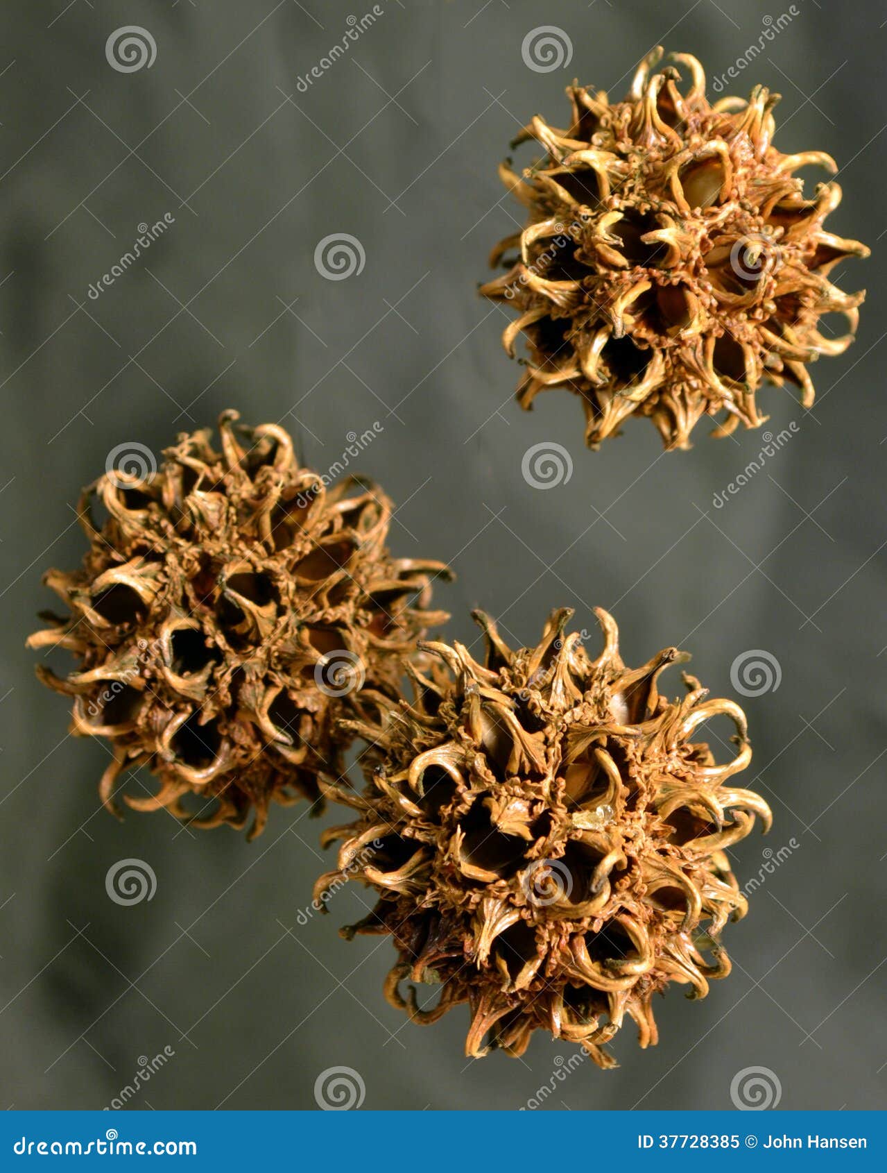Witch hazel seed stock image. Image of flora, holes, suspension - 37728385