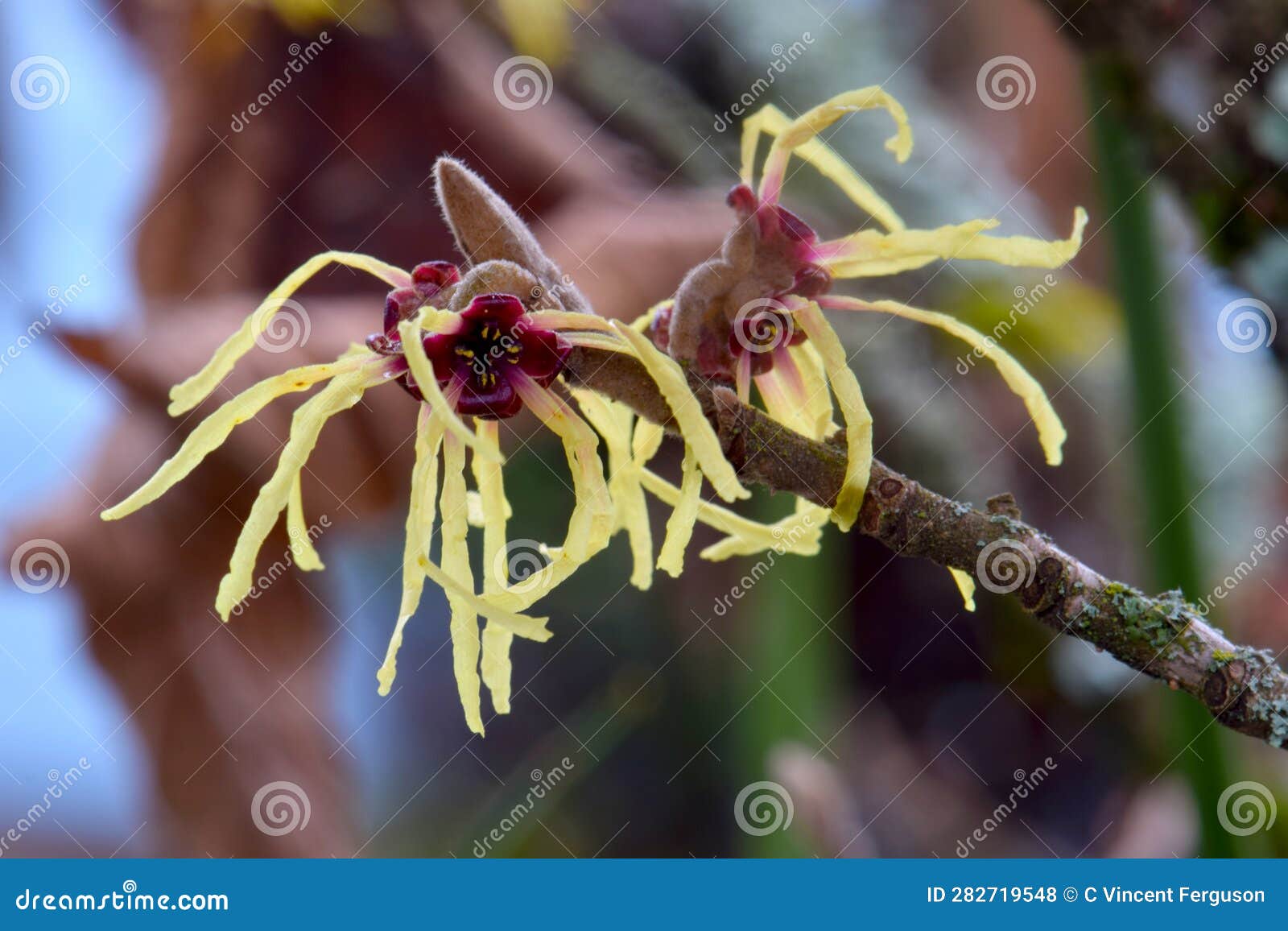 Witch Hazel Flower Blossom Spider Petals 03 Stock Photo - Image of ...