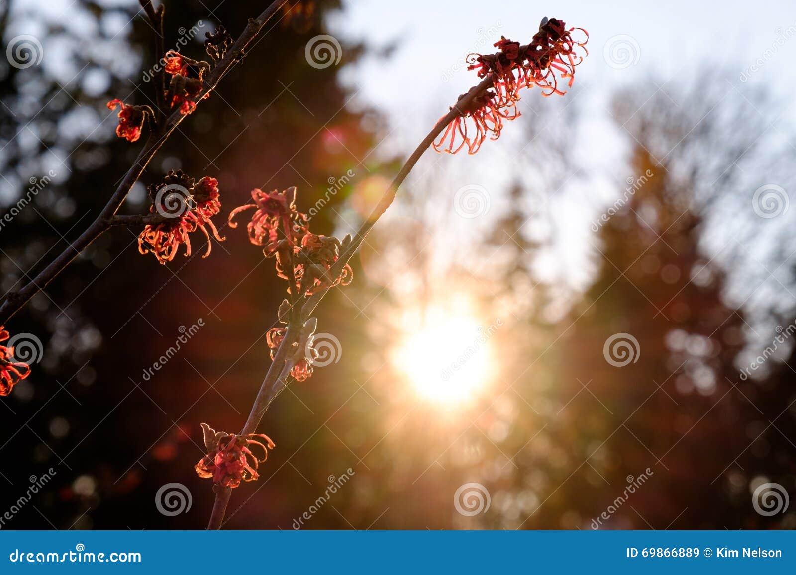Witch hazel and sun flare stock image. Image of hazel - 69866889