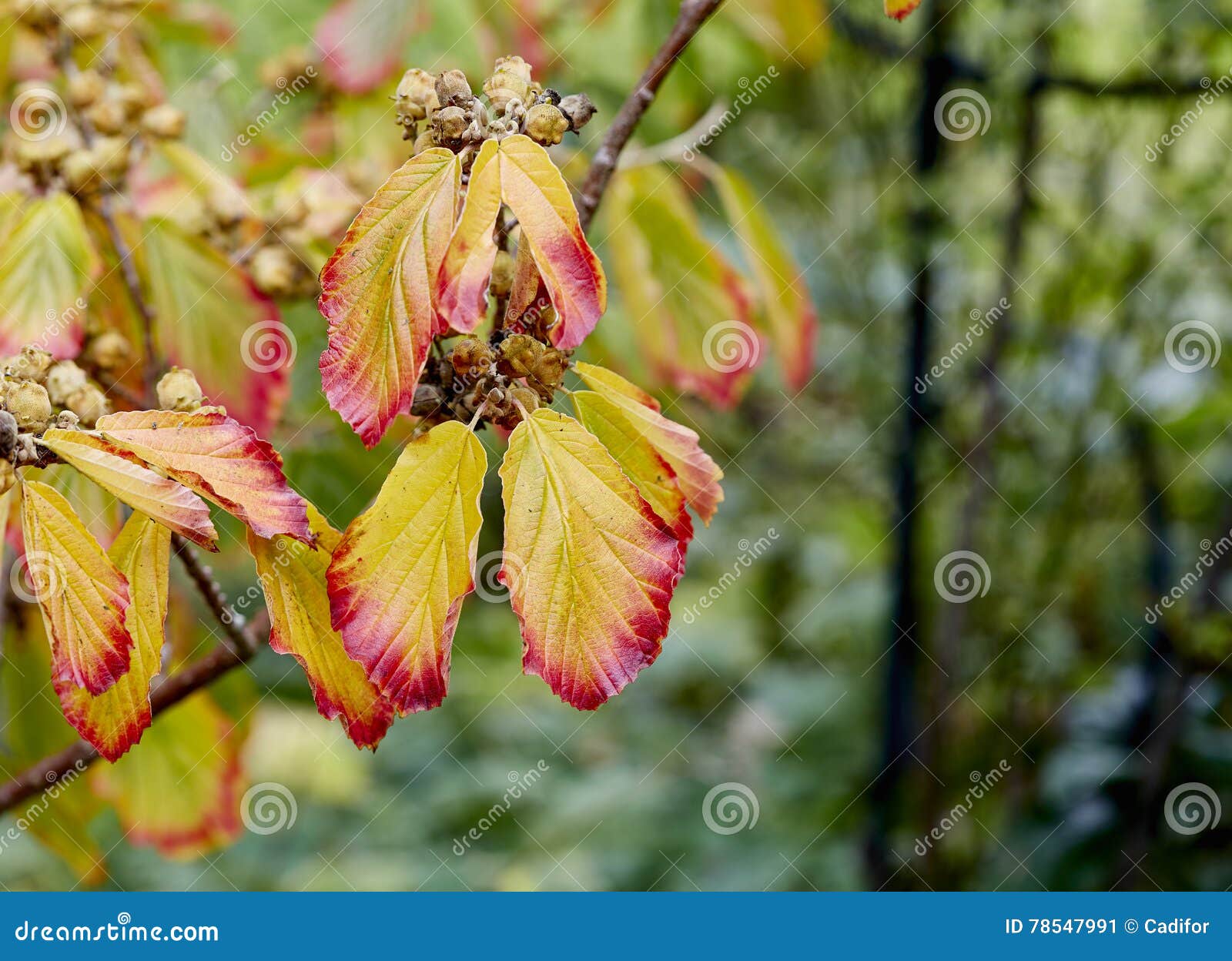 Witch hazel stock image. Image of autumn, nature, color - 78547991