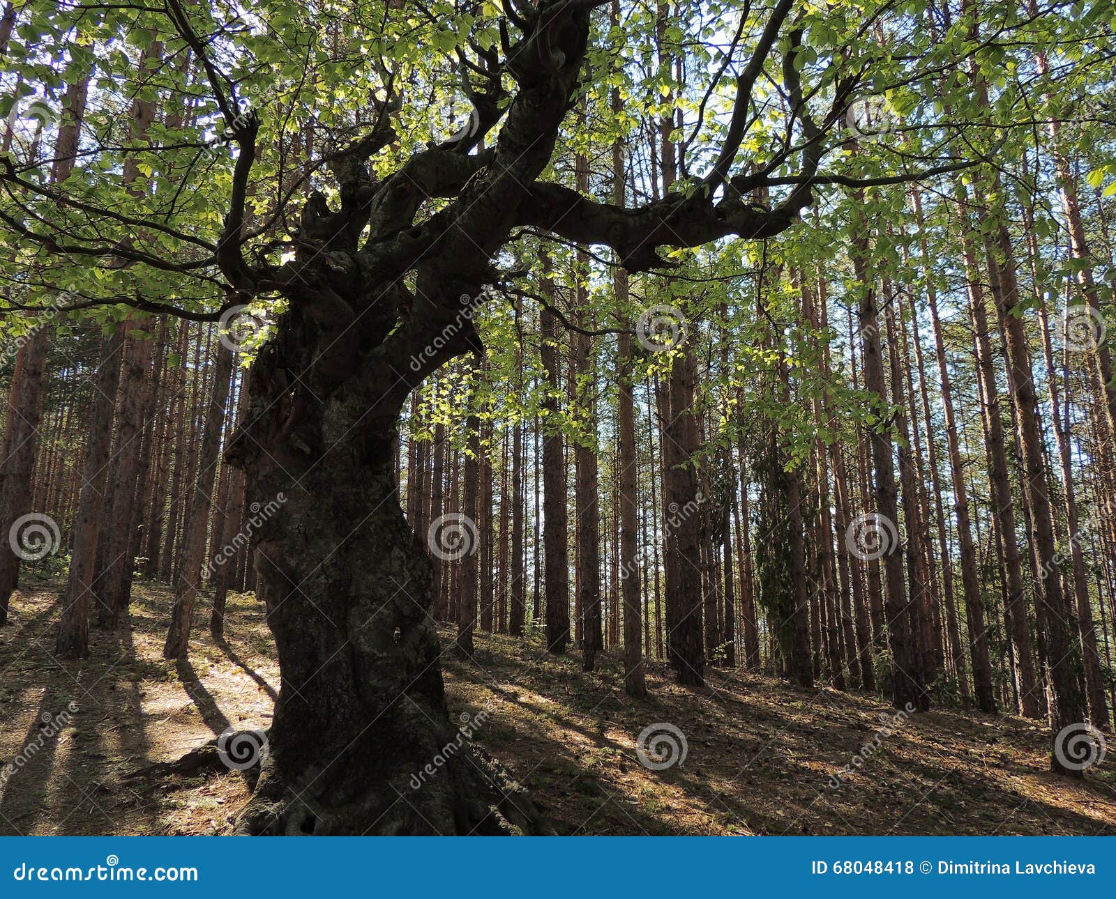 Landscape With Humpbacked Footbridge Royalty-Free Stock Photography ...