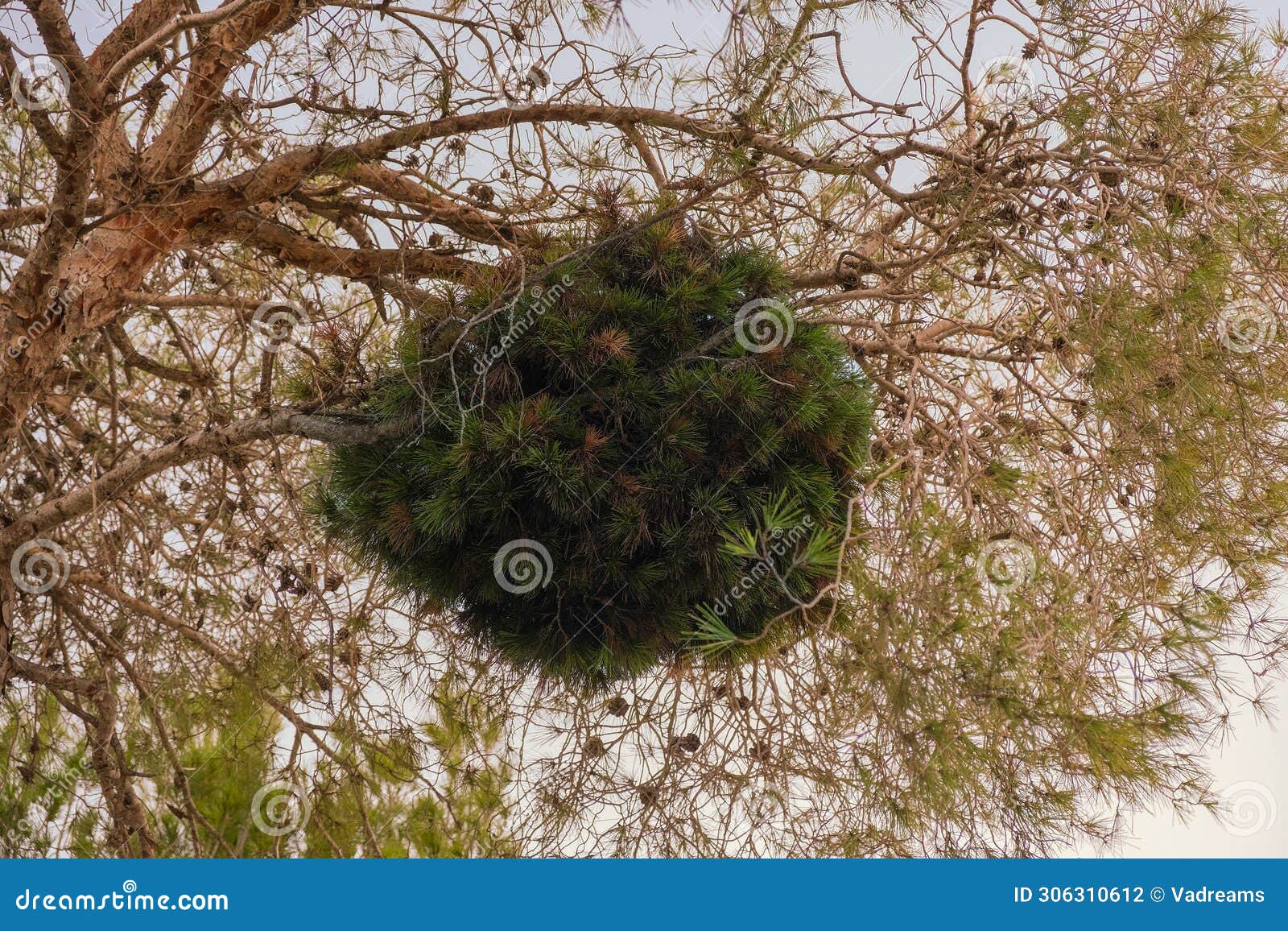 Witch S Broom Deformed Pine Tree Branch Stock Photo - Image of anomaly ...