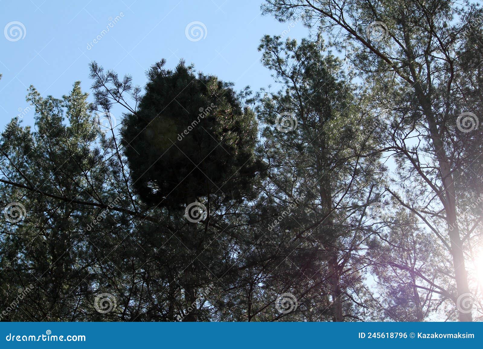 Witch`s broom on pine tree stock photo. Image of phytopathology - 245618796