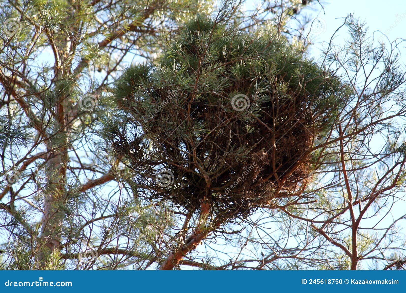 Witch`s broom on pine tree stock photo. Image of phytopathology - 245618750