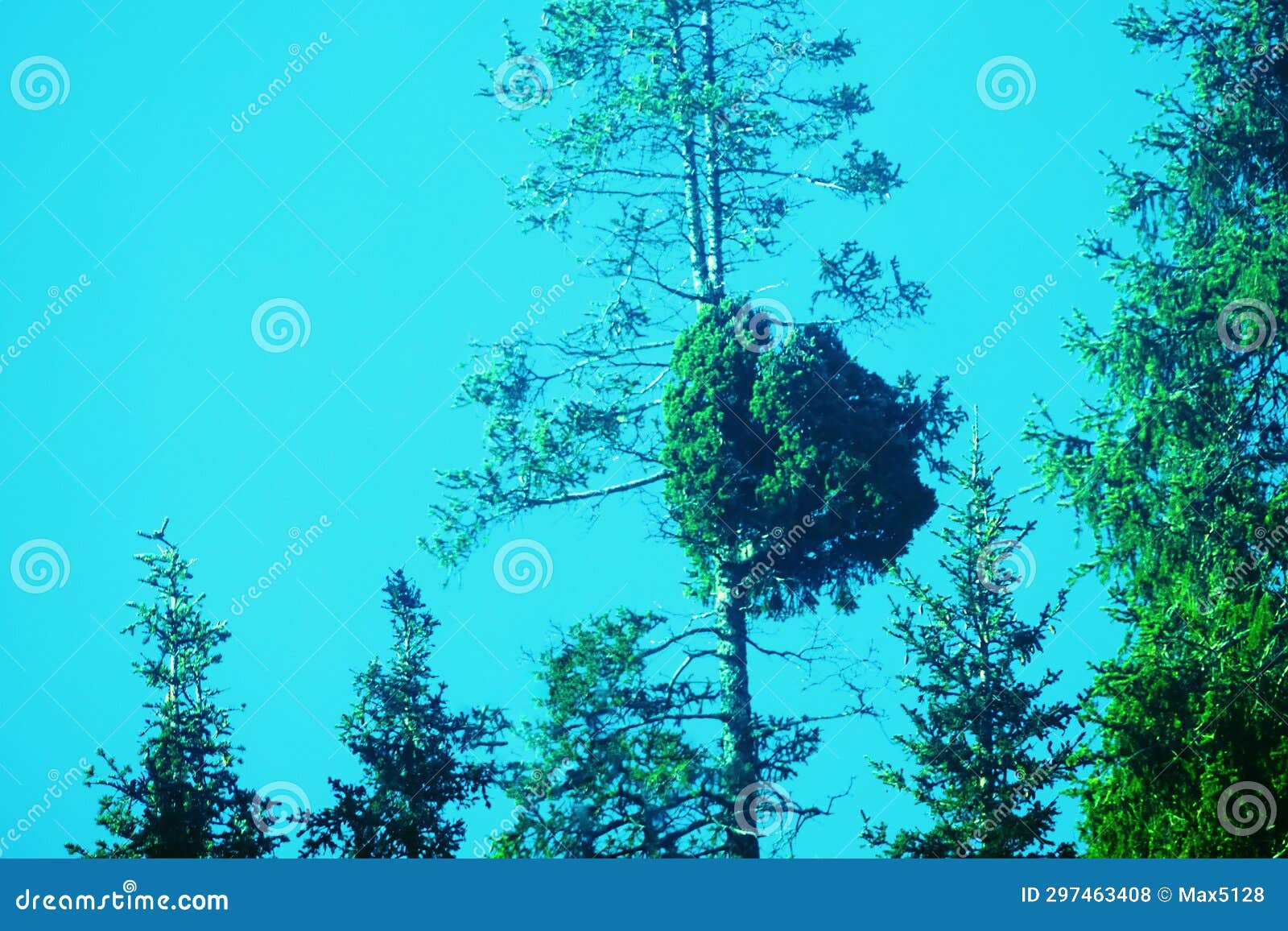Witch S Broom on Sprus Tree Stock Photo - Image of nest, sprout: 297463408