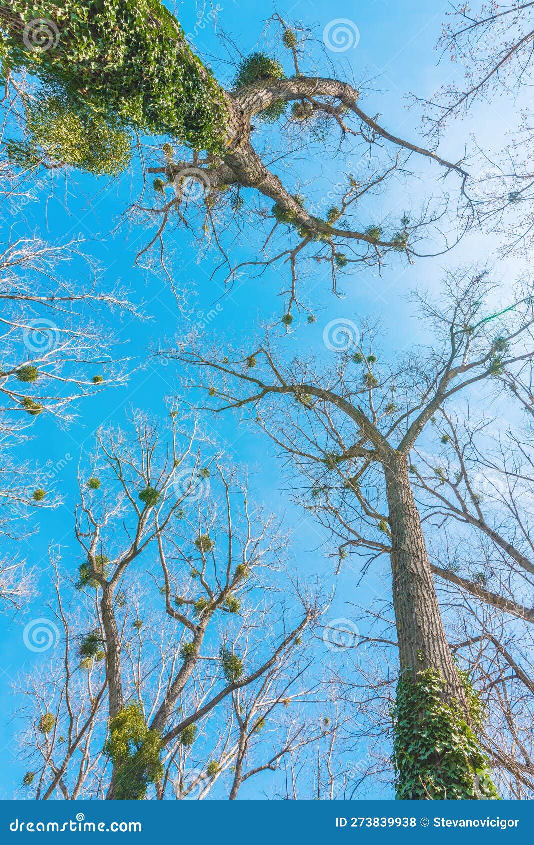 Witch S Broom is a Tree Deformity, Dense Mass of Shoots Grows from a ...