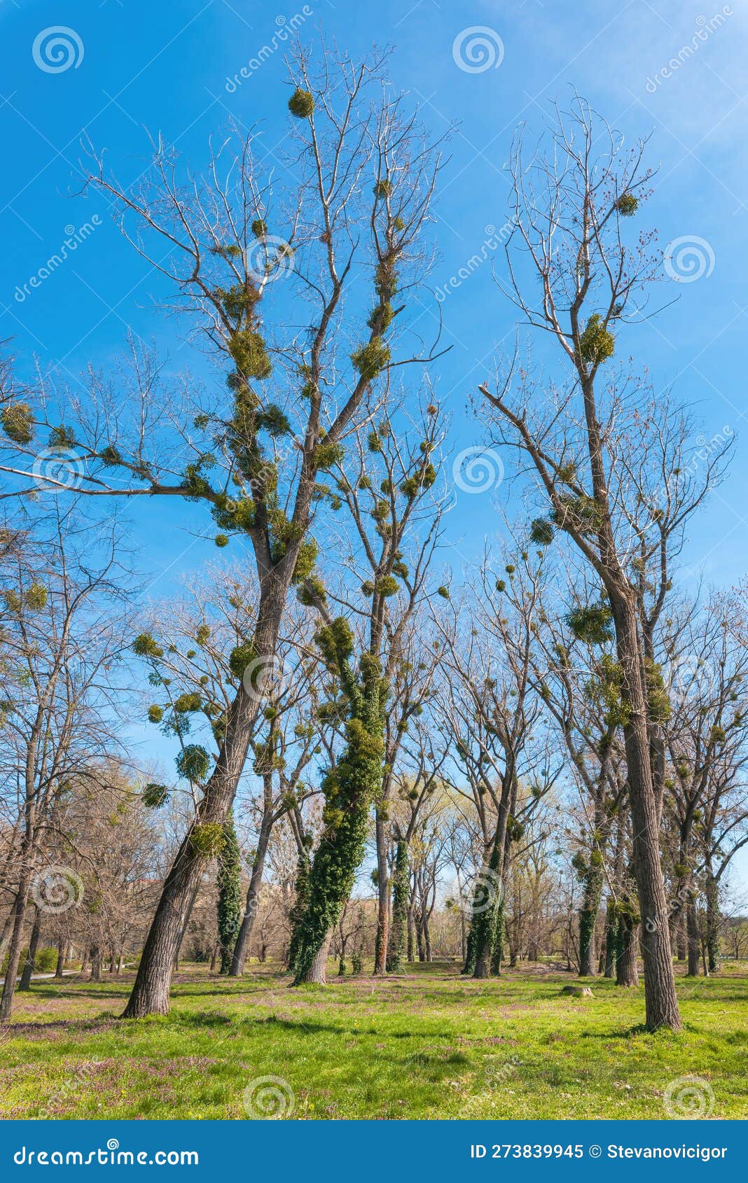 Witch S Broom is a Tree Deformity, Dense Mass of Shoots Grows from a ...
